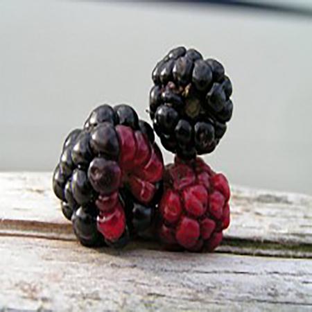 Himbeere Brombeere | TicketLIVE - Naživo je to nejlepší